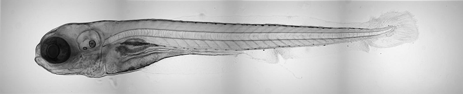 Zebrafish – Morsch Laboratory